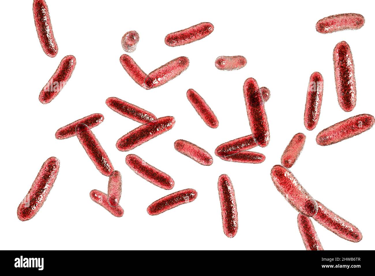 Citrobacter Freundii On Tsa Plate