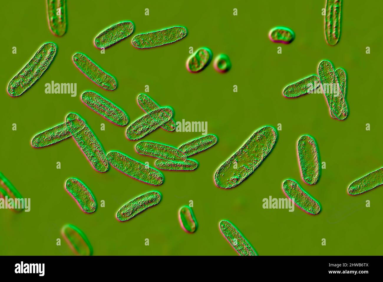 Citrobacter bacteria, illustration Stock Photo - Alamy