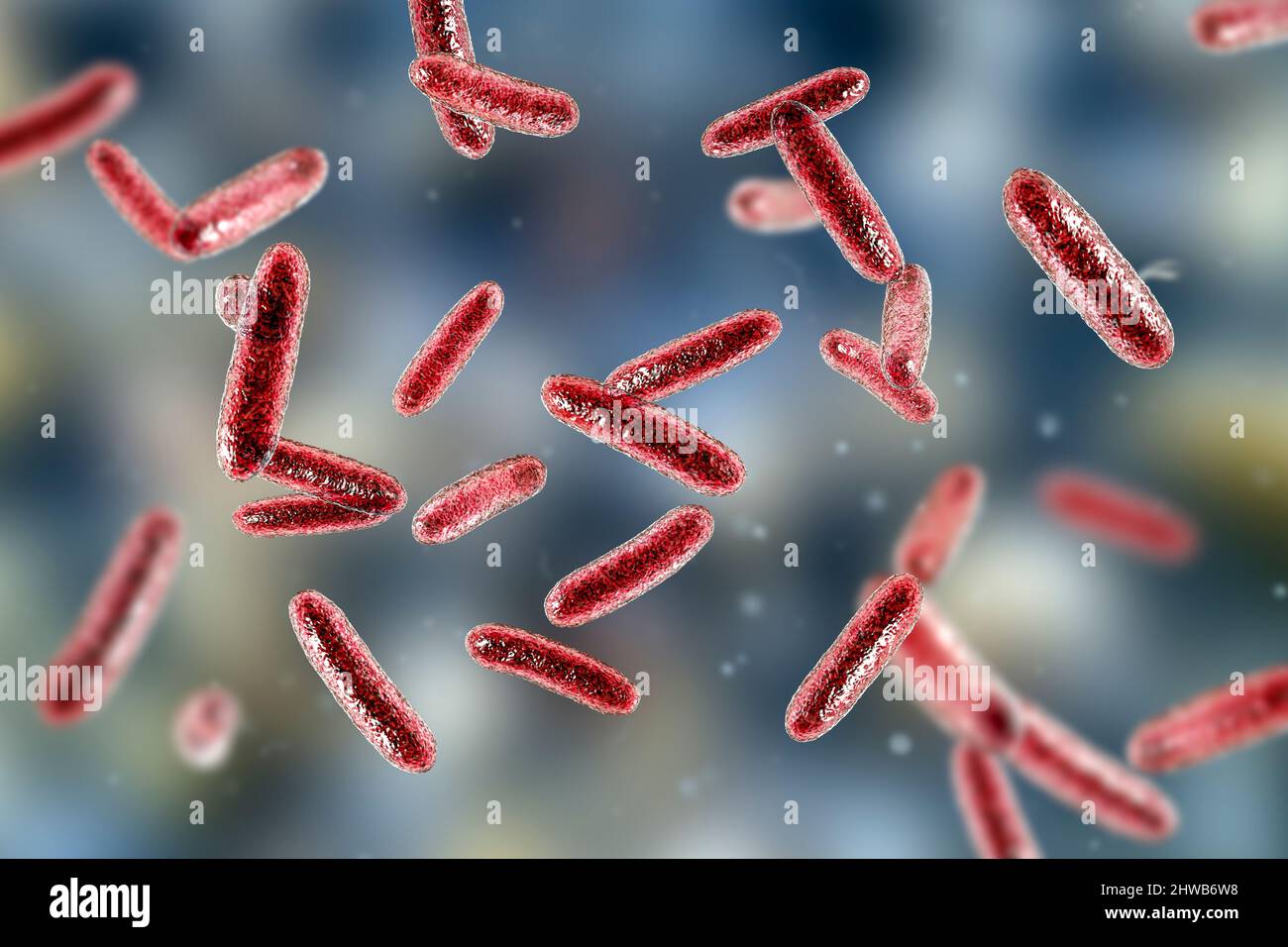 Citrobacter bacteria, illustration Stock Photo - Alamy