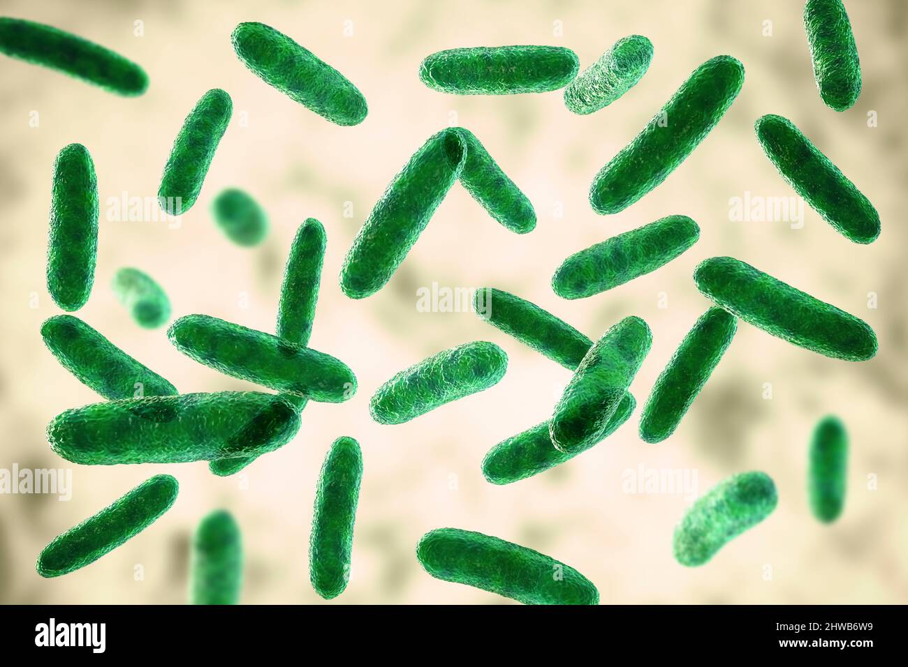 Citrobacter bacteria, illustration Stock Photo - Alamy