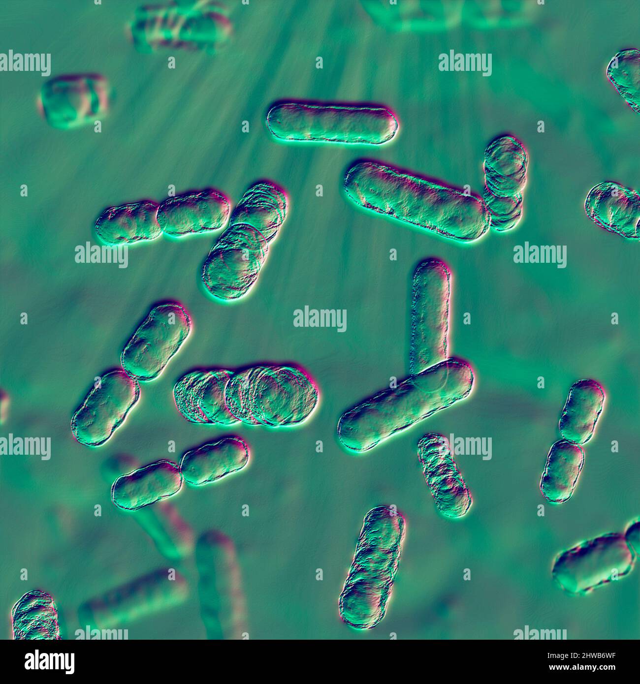 Bacteroides sp. bacteria, illustration Stock Photo - Alamy