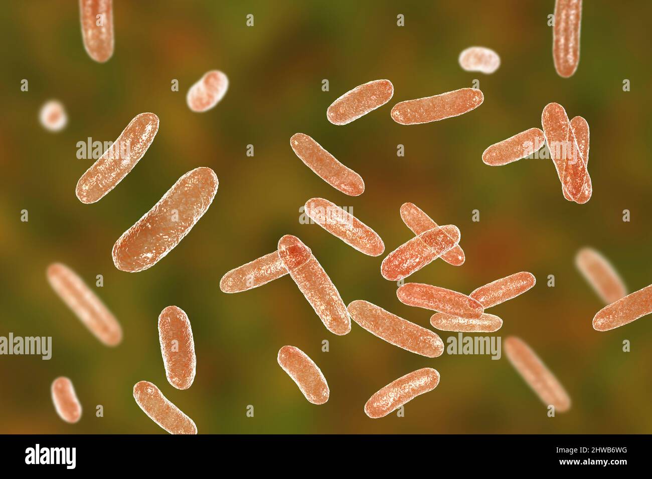 Citrobacter Freundii On Tsa Plate
