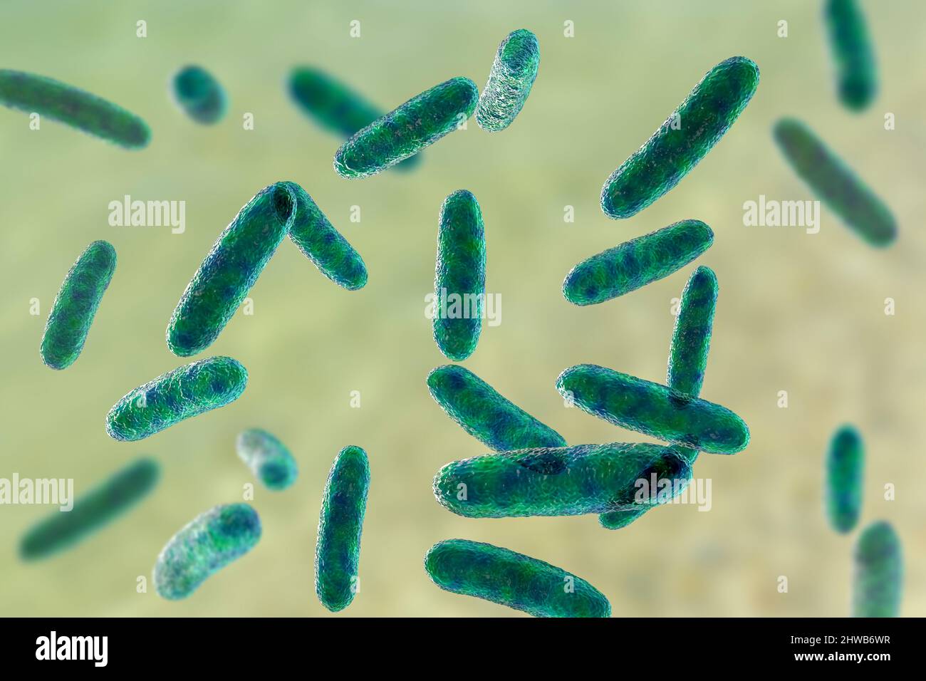 Citrobacter bacteria, illustration Stock Photo - Alamy