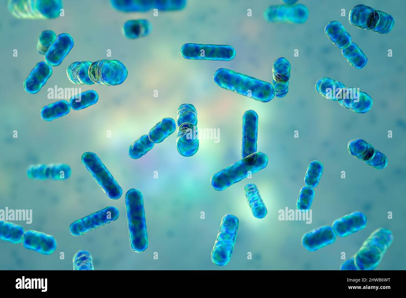 Bacteroides thetaiotaomicron hi-res stock photography and images - Alamy