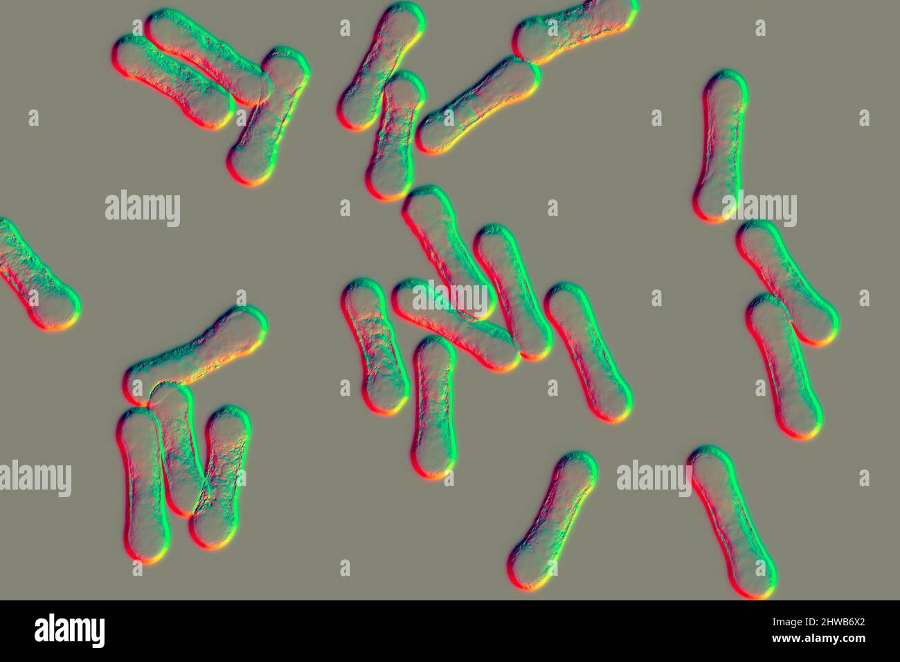 Corynebacterium diphtheriae, illustration Stock Photo - Alamy