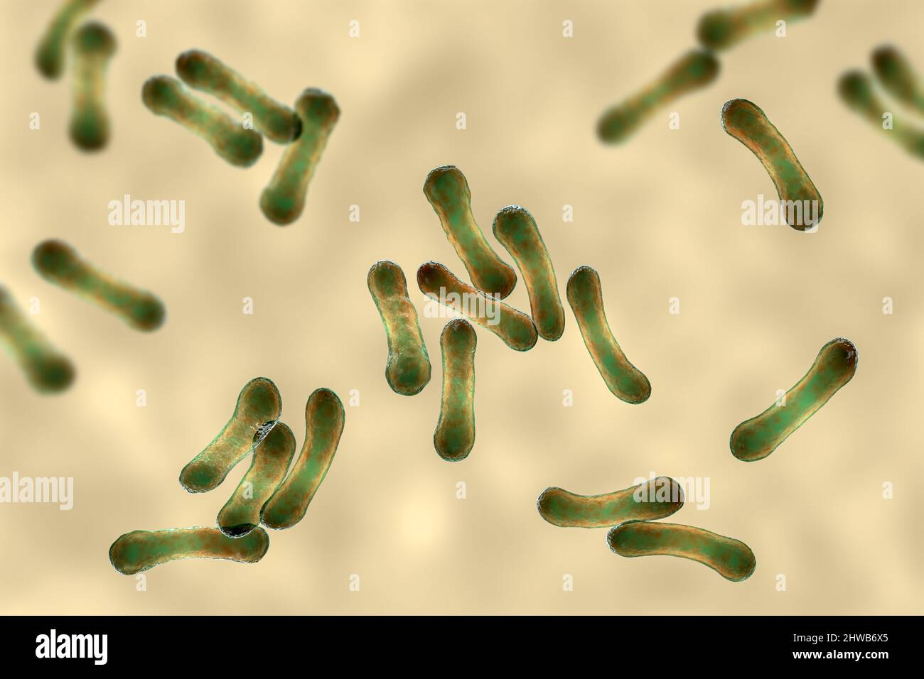 Klebs loeffler bacillus hi-res stock photography and images - Alamy