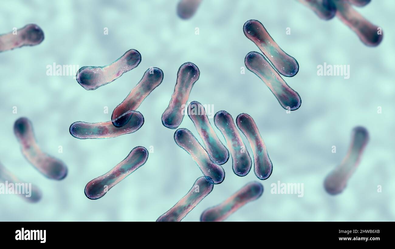 Corynebacterium diphtheriae, illustration Stock Photo - Alamy