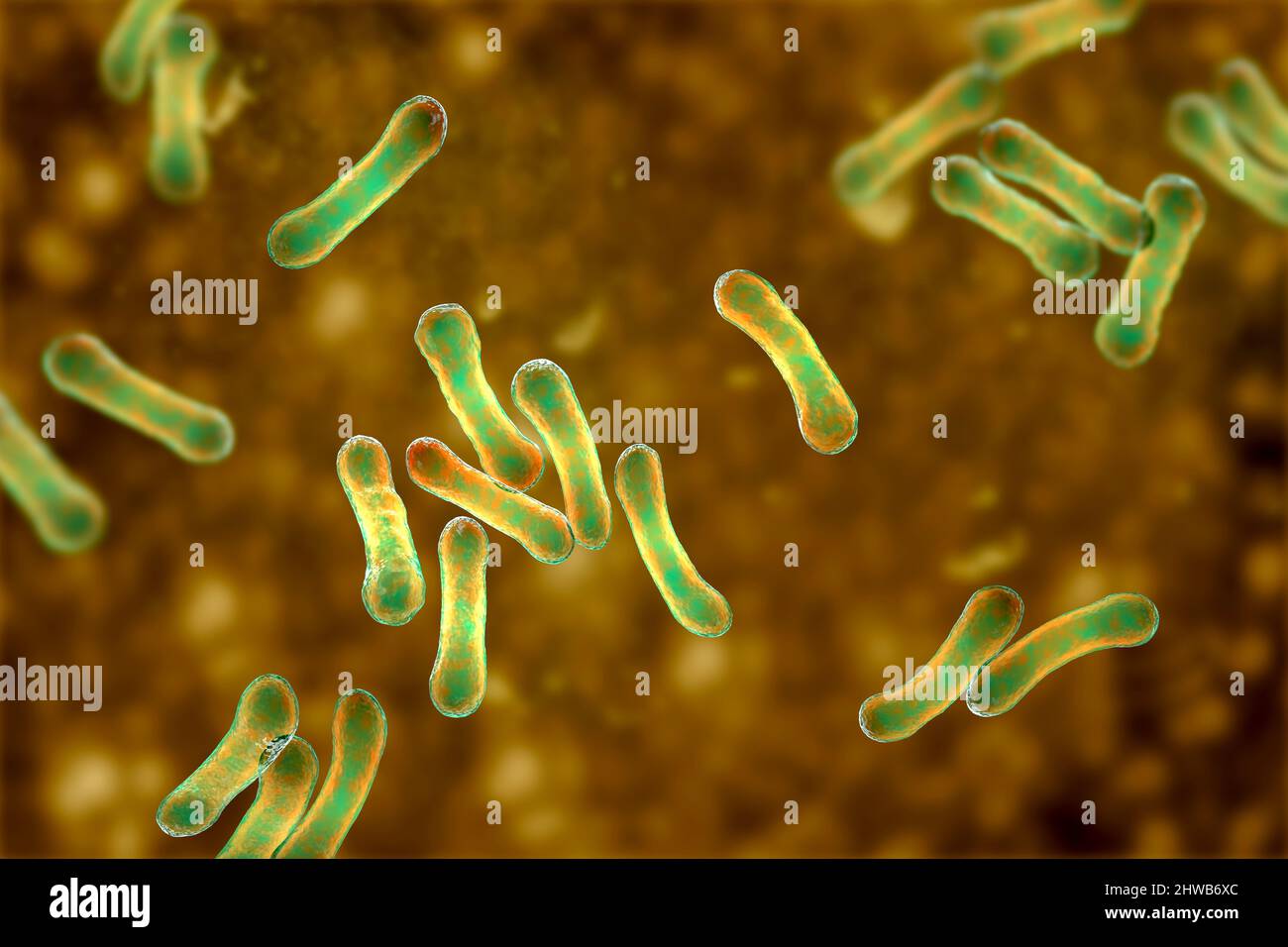 Corynebacterium diphtheriae bacteria hi-res stock photography and ...