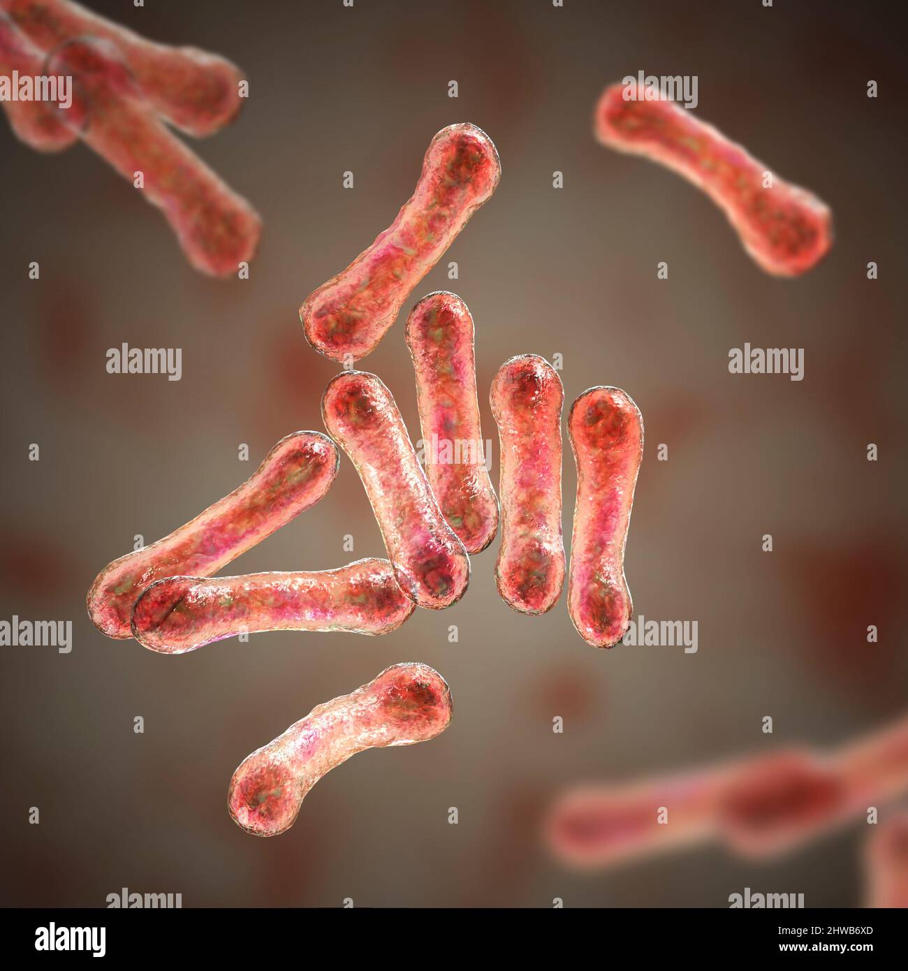 Corynebacterium diphtheriae, illustration Stock Photo - Alamy