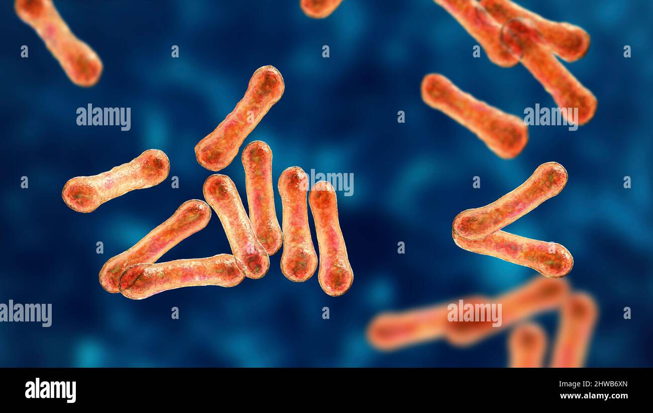 Corynebacterium diphtheriae, illustration Stock Photo - Alamy