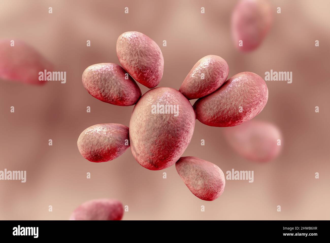 Paracoccidioides braziliensis hi-res stock photography and images - Alamy