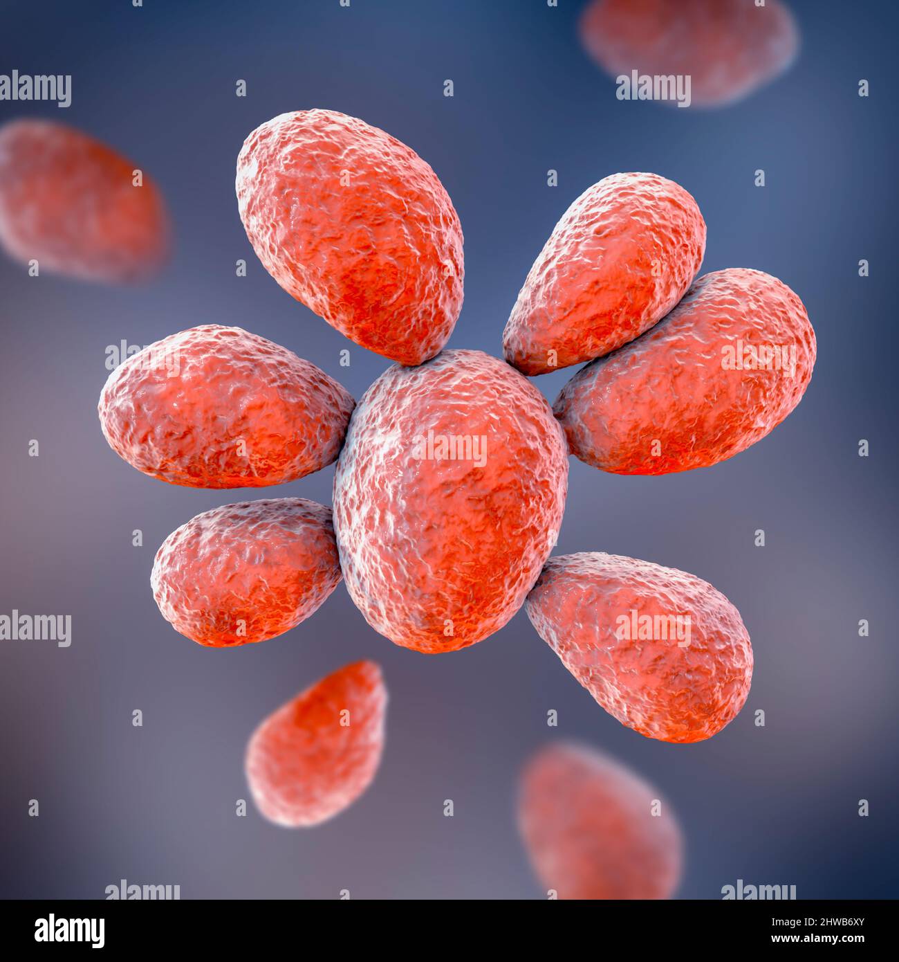 Fungi Paracoccidioides braziliensis, illustration Stock Photo - Alamy