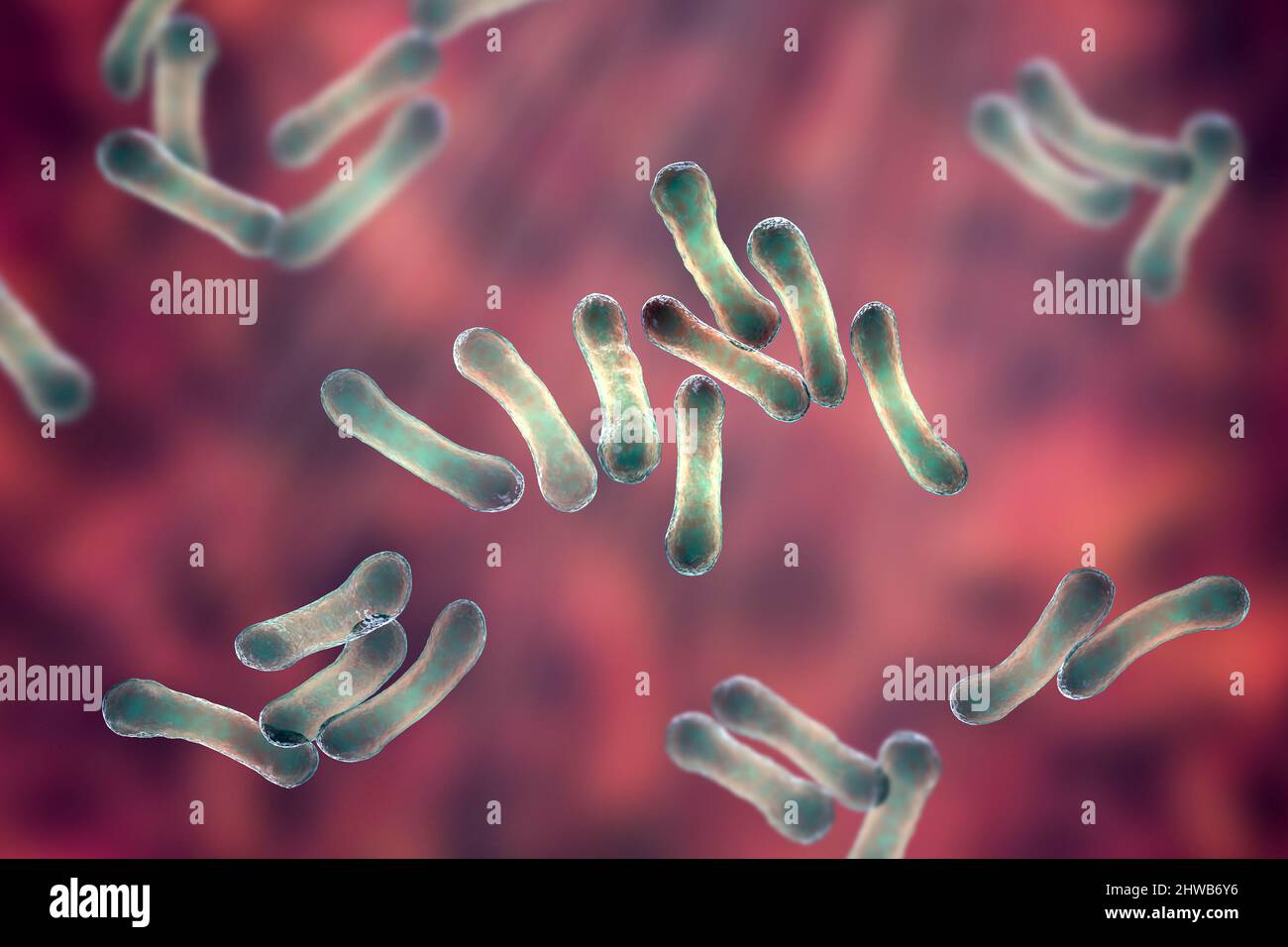 Corynebacterium diphtheriae, illustration Stock Photo - Alamy
