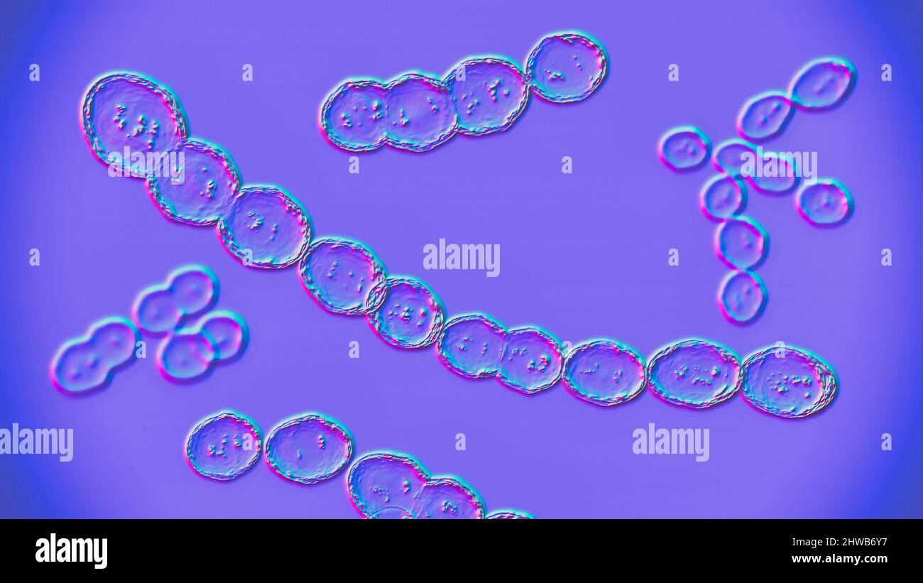 Heterotrophic bacteria hi-res stock photography and images - Alamy