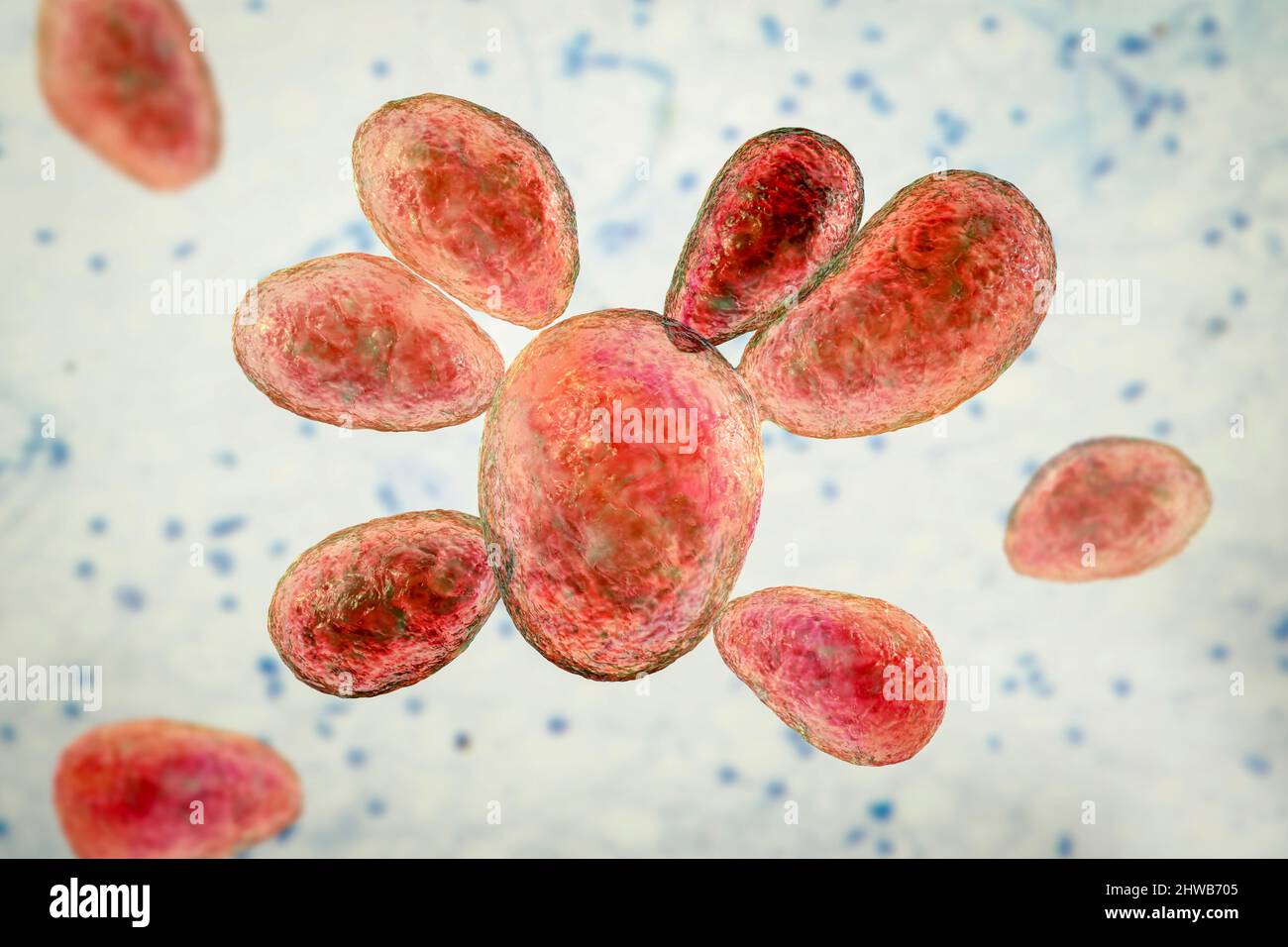 Fungi Paracoccidioides braziliensis, illustration Stock Photo - Alamy