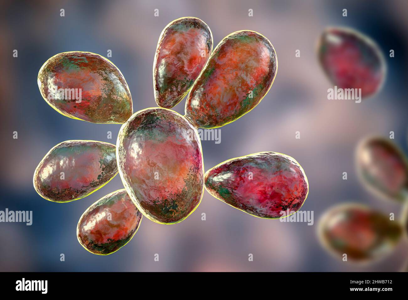 Fungi Paracoccidioides braziliensis, illustration Stock Photo - Alamy