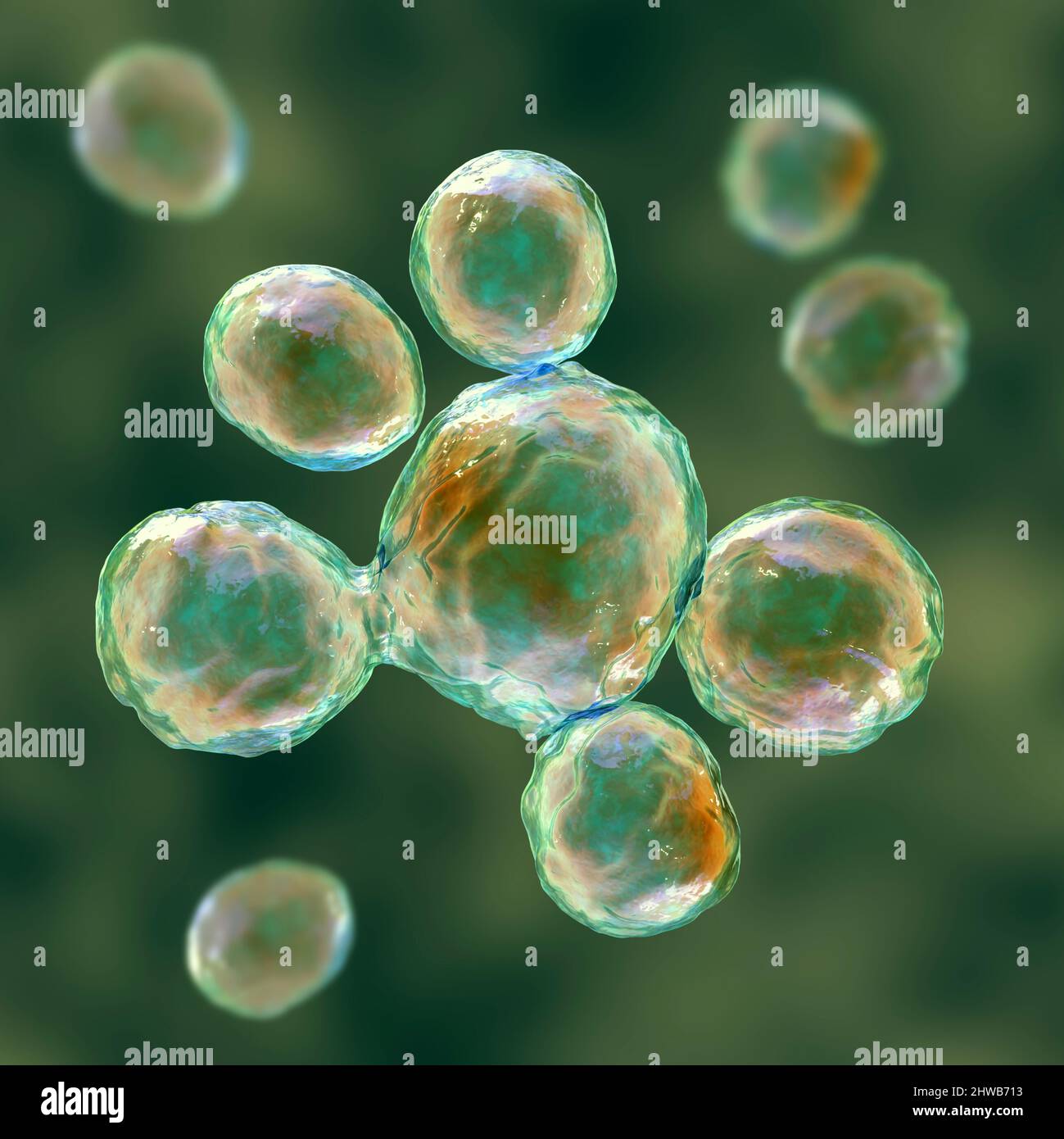 Fungi Paracoccidioides lutzii, illustration Stock Photo - Alamy