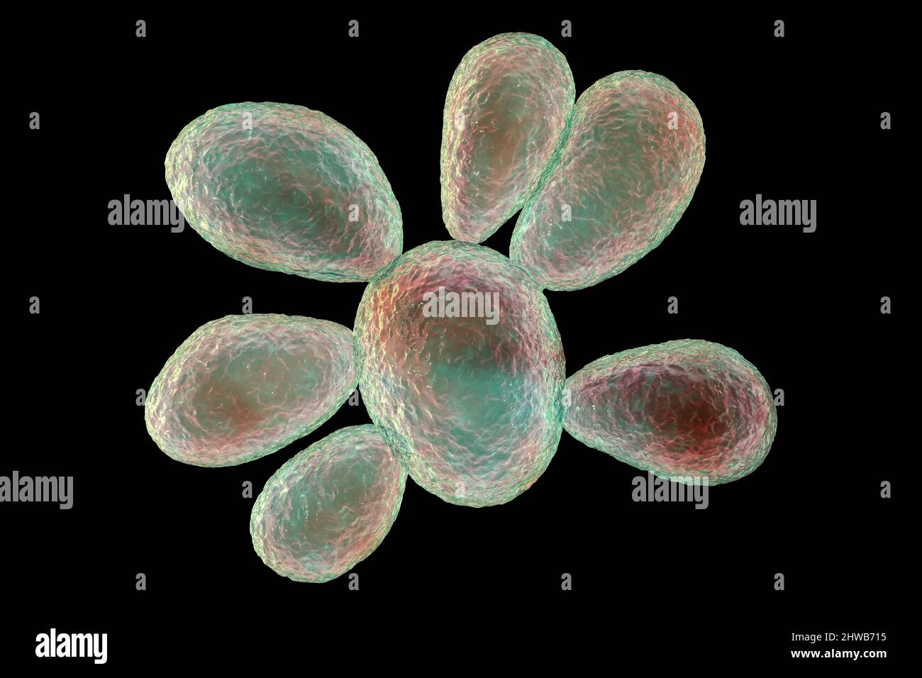 Paracoccidioides Brasiliensis