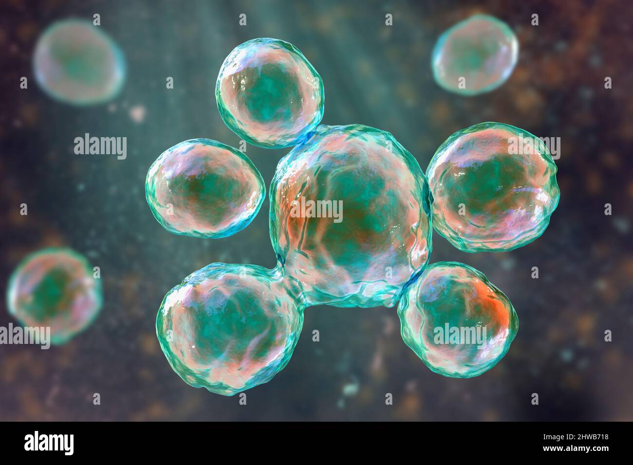 Paracoccidioidomycosis hi-res stock photography and images - Alamy