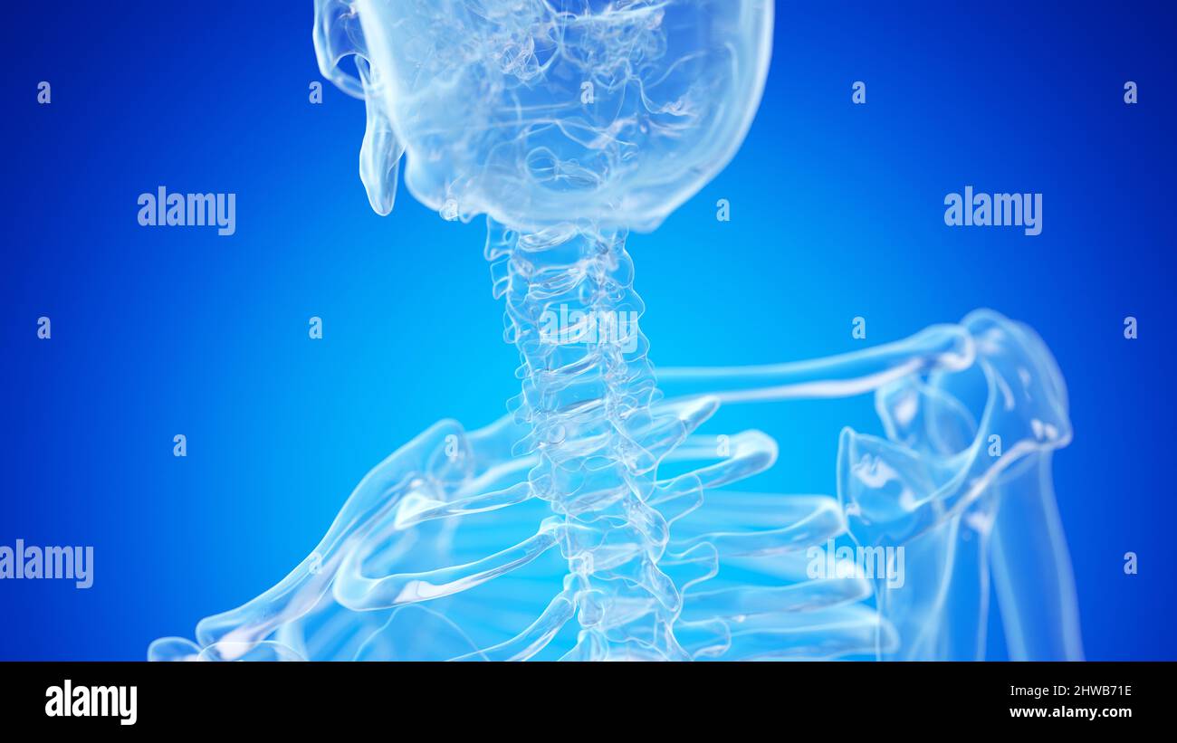 Neck bones, illustration Stock Photo - Alamy