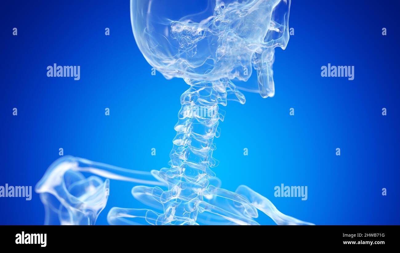 Neck bones, illustration Stock Photo - Alamy