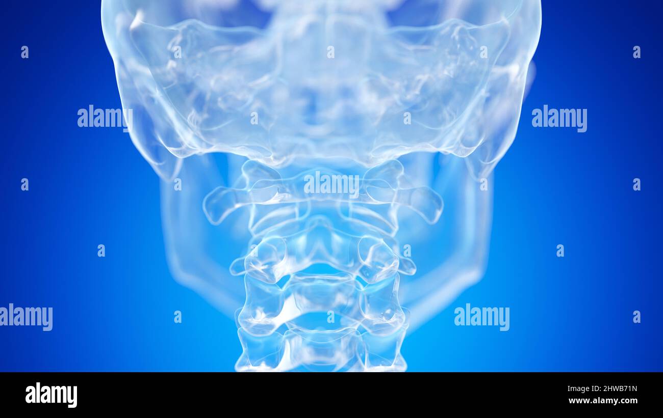 Atlas bone, illustration Stock Photo - Alamy
