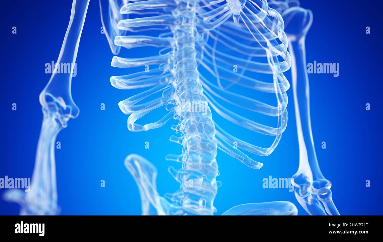 Normal lower spine hi-res stock photography and images - Alamy
