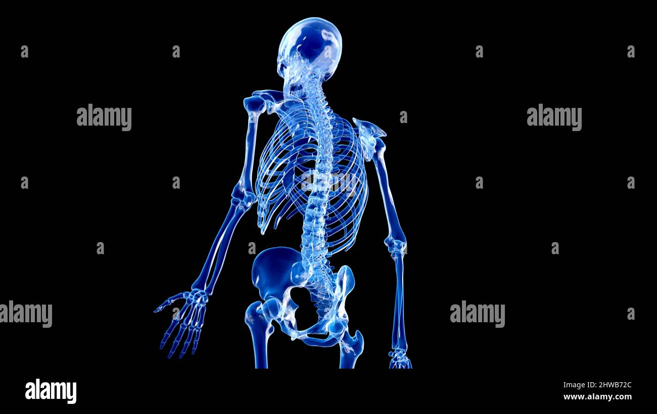 Human skeleton, illustration Stock Photo - Alamy