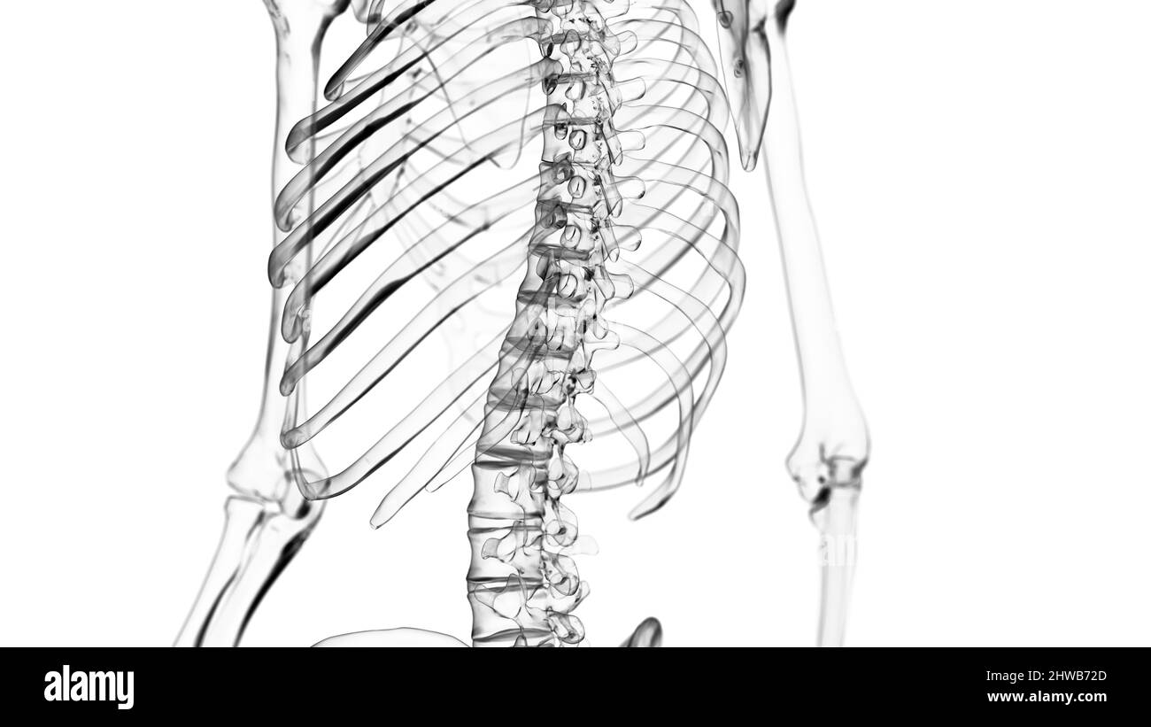 Human skeleton, illustration Stock Photo - Alamy
