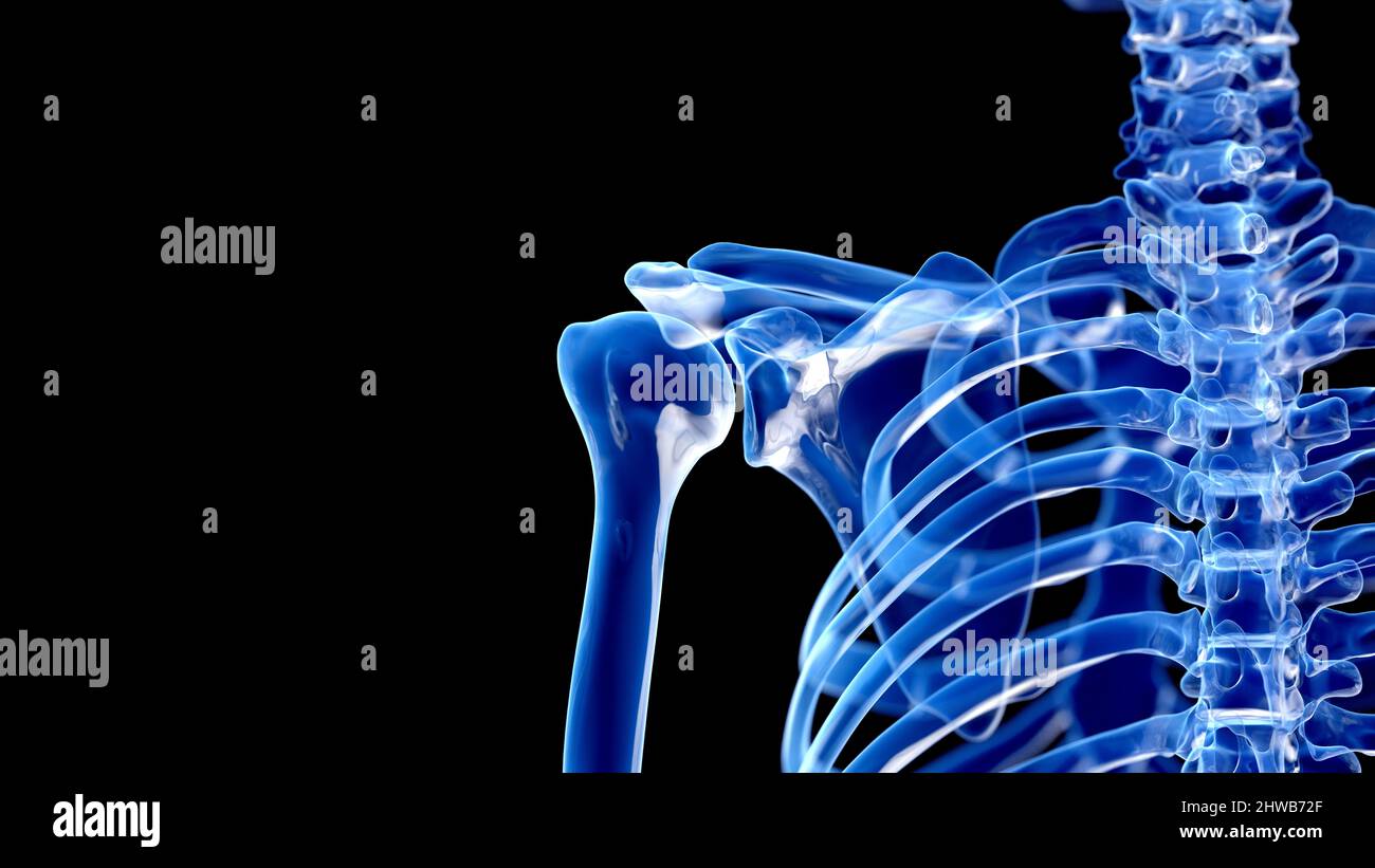 Shoulder joint, illustration Stock Photo - Alamy