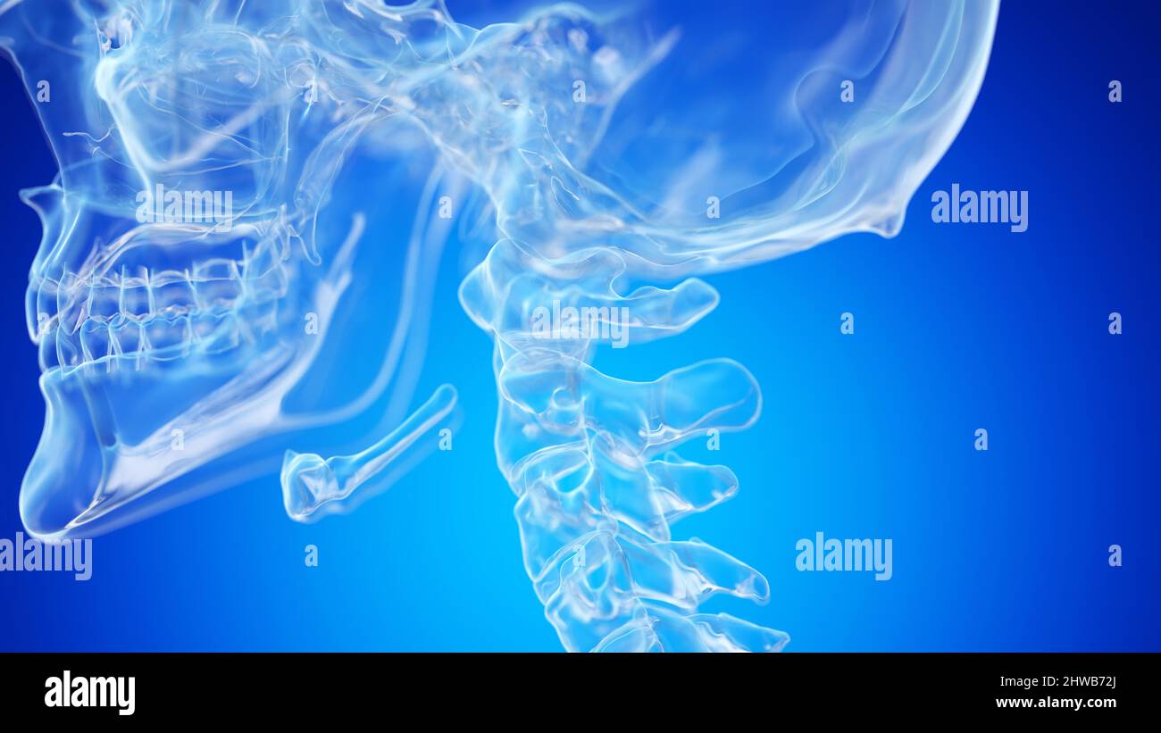 Atlas bone, illustration Stock Photo - Alamy