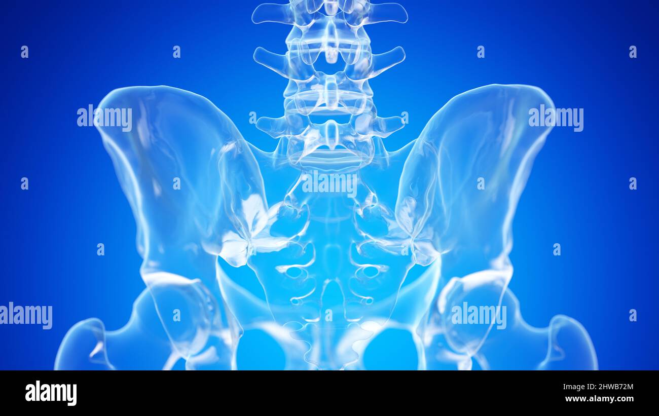 Sacroiliac joint, illustration Stock Photo - Alamy