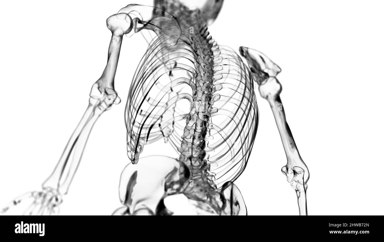 Human skeleton, illustration Stock Photo - Alamy