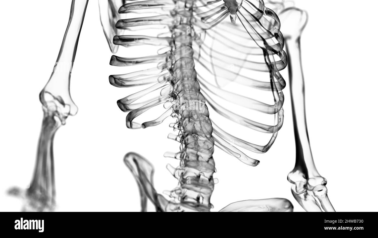 Lower spine Black and White Stock Photos & Images - Alamy