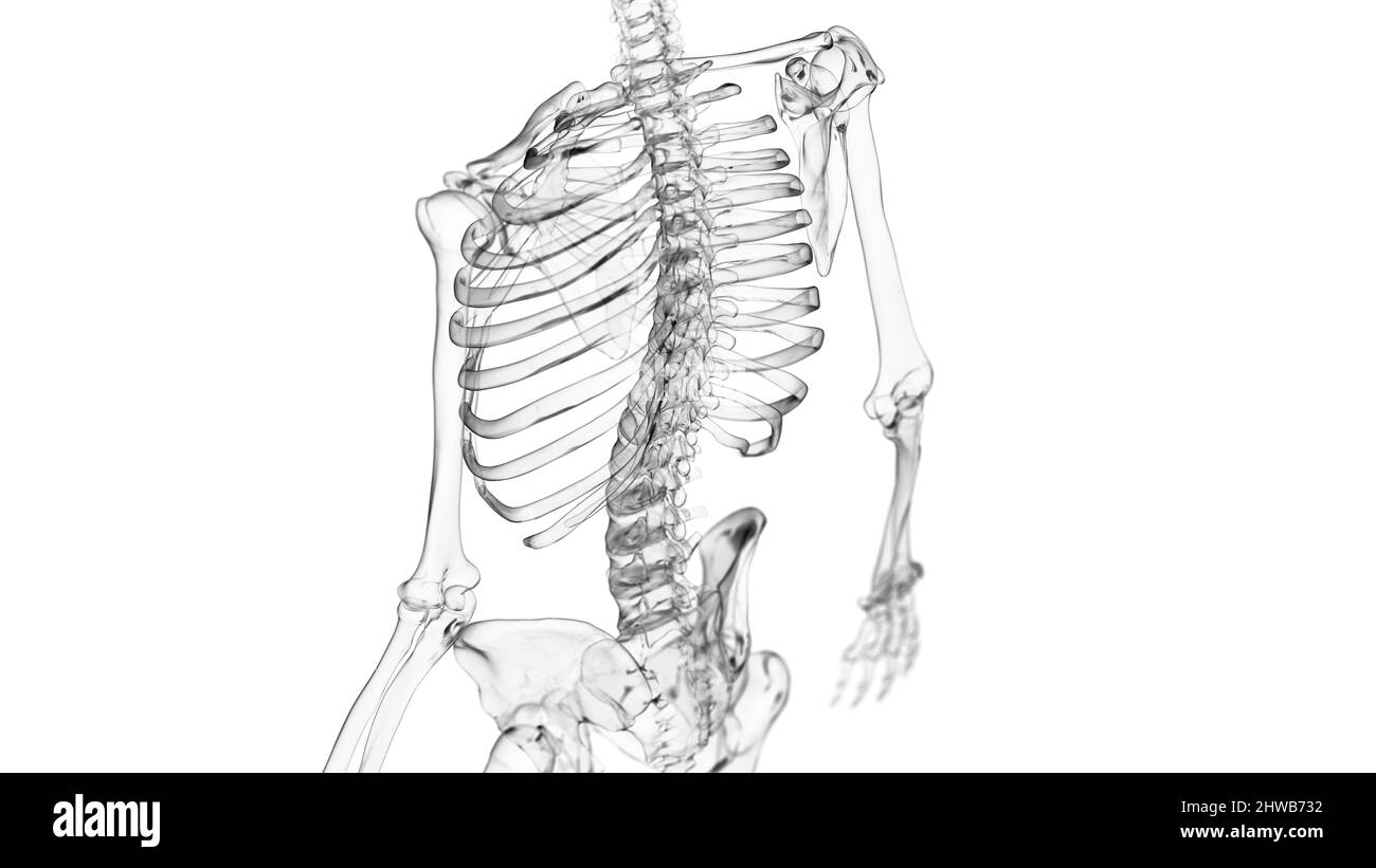 Illustration human skeleton vertebral Black and White Stock Photos ...