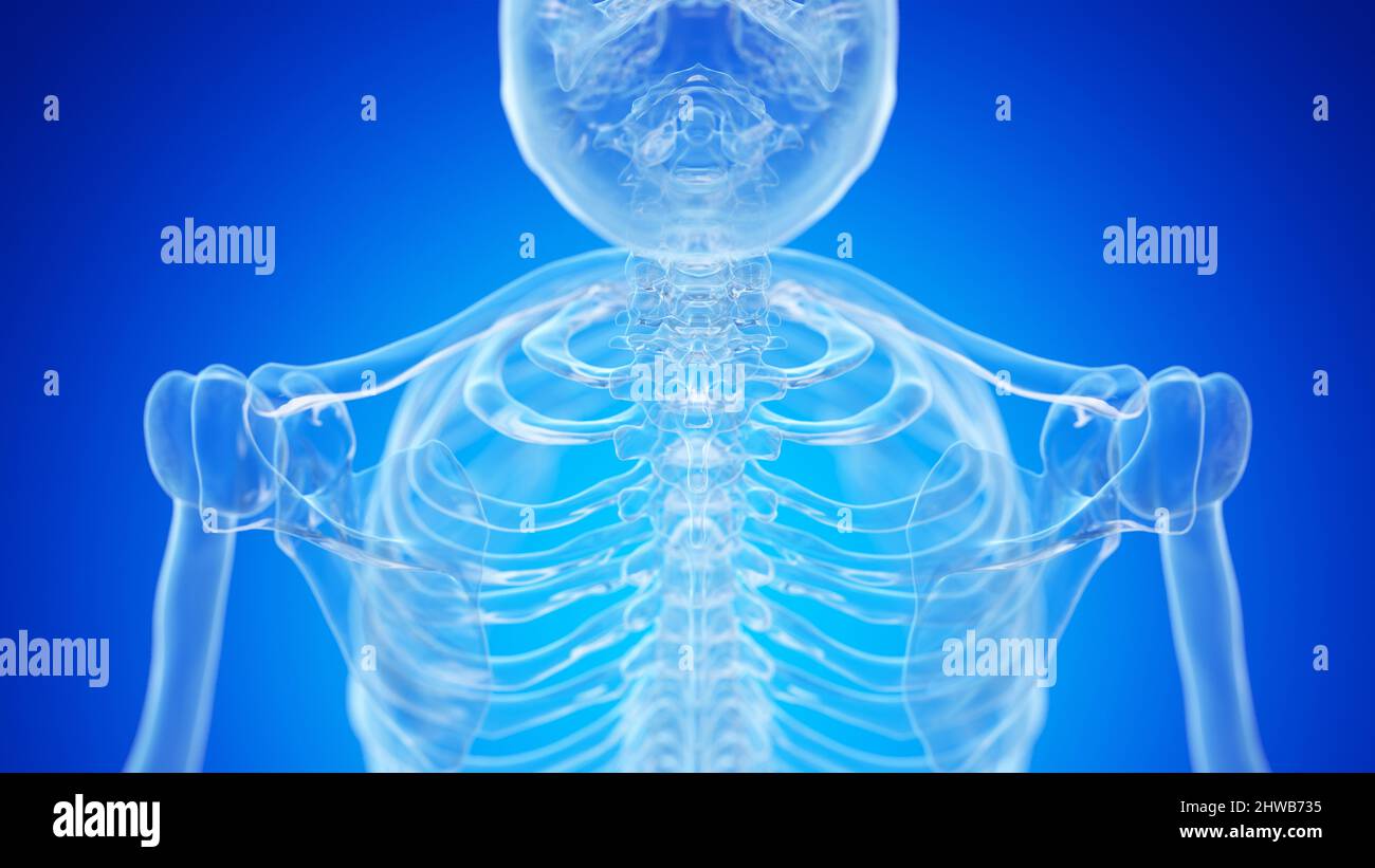 Neck bones, illustration Stock Photo - Alamy