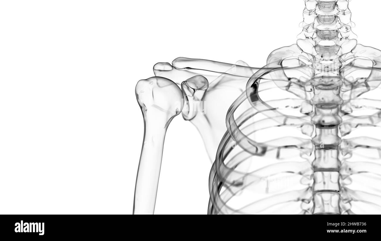 Shoulder joint, illustration Stock Photo - Alamy