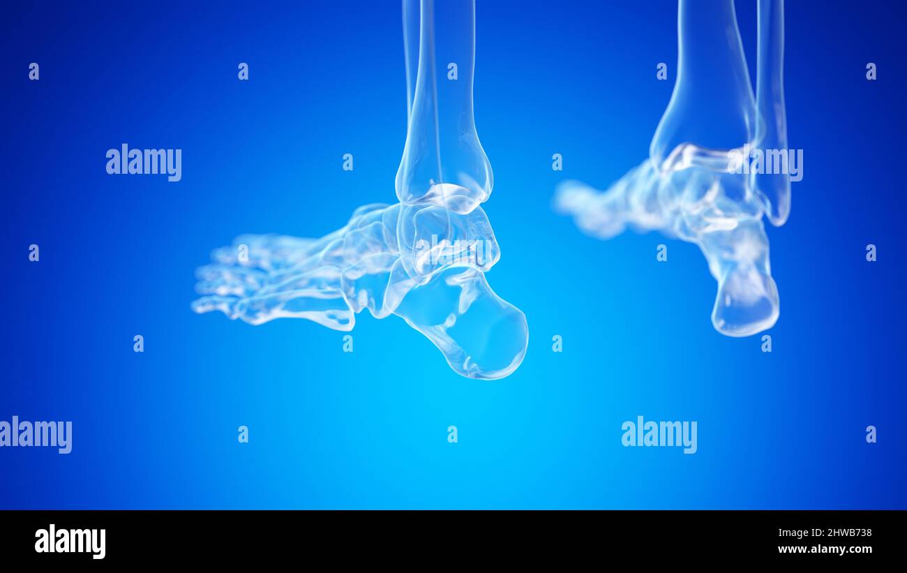Ankle joint, illustration Stock Photo - Alamy