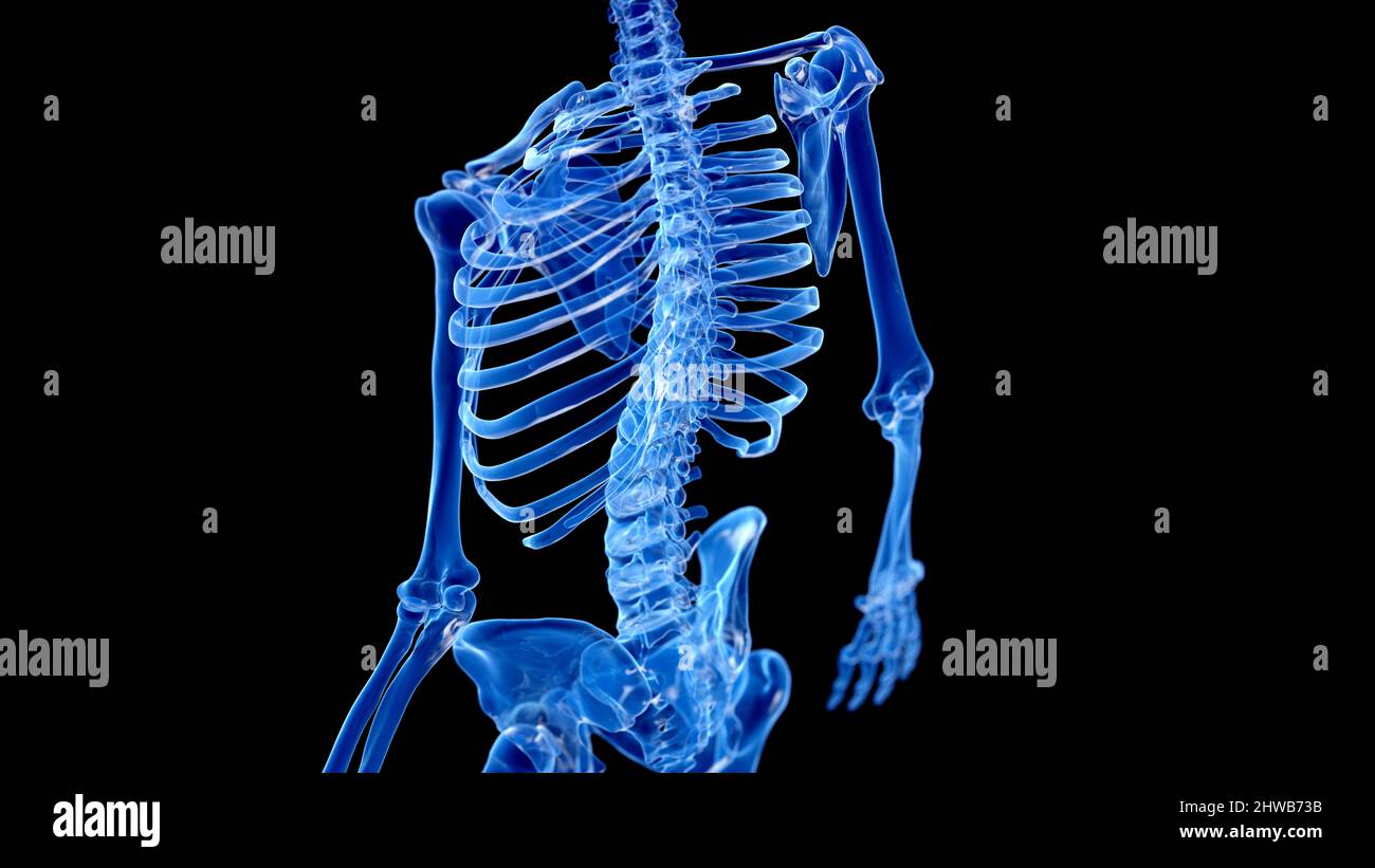Human skeleton, illustration Stock Photo - Alamy