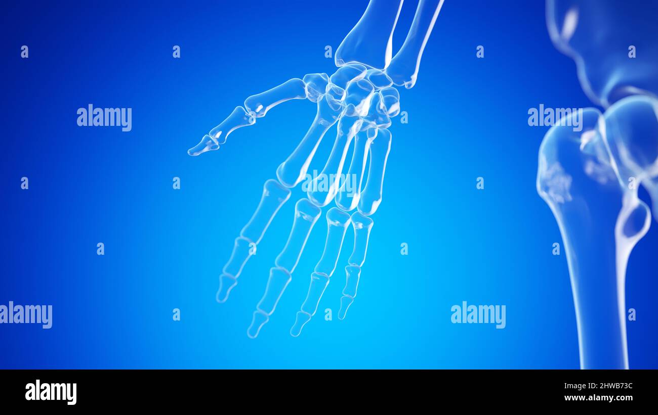 Finger bones, illustration Stock Photo - Alamy