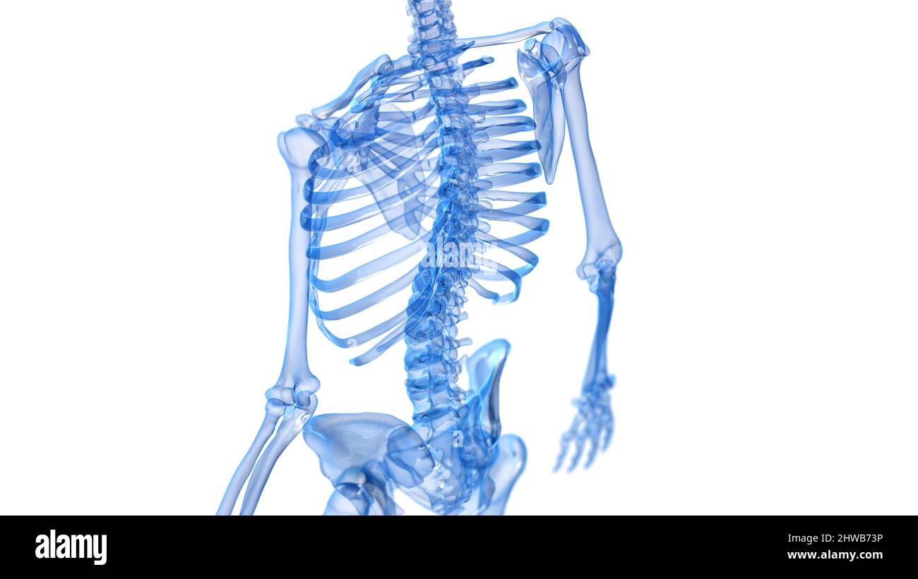 Skeletal back, illustration Stock Photo - Alamy