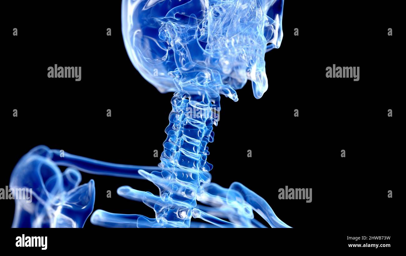 Neck joint hi-res stock photography and images - Alamy