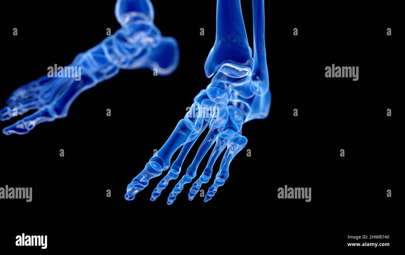 Human ankle joint, illustration Stock Photo - Alamy