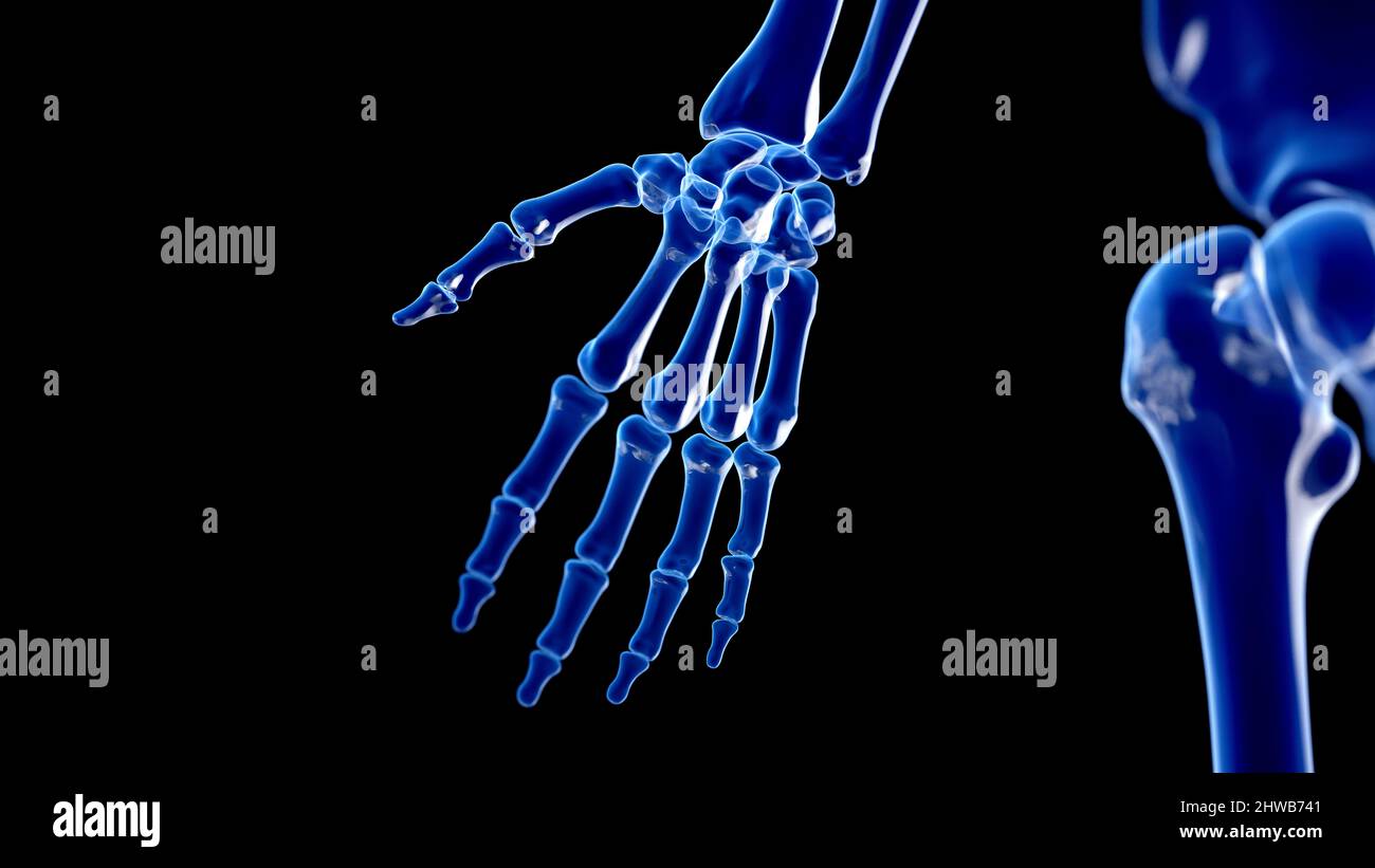 Hand bones, illustration Stock Photo - Alamy