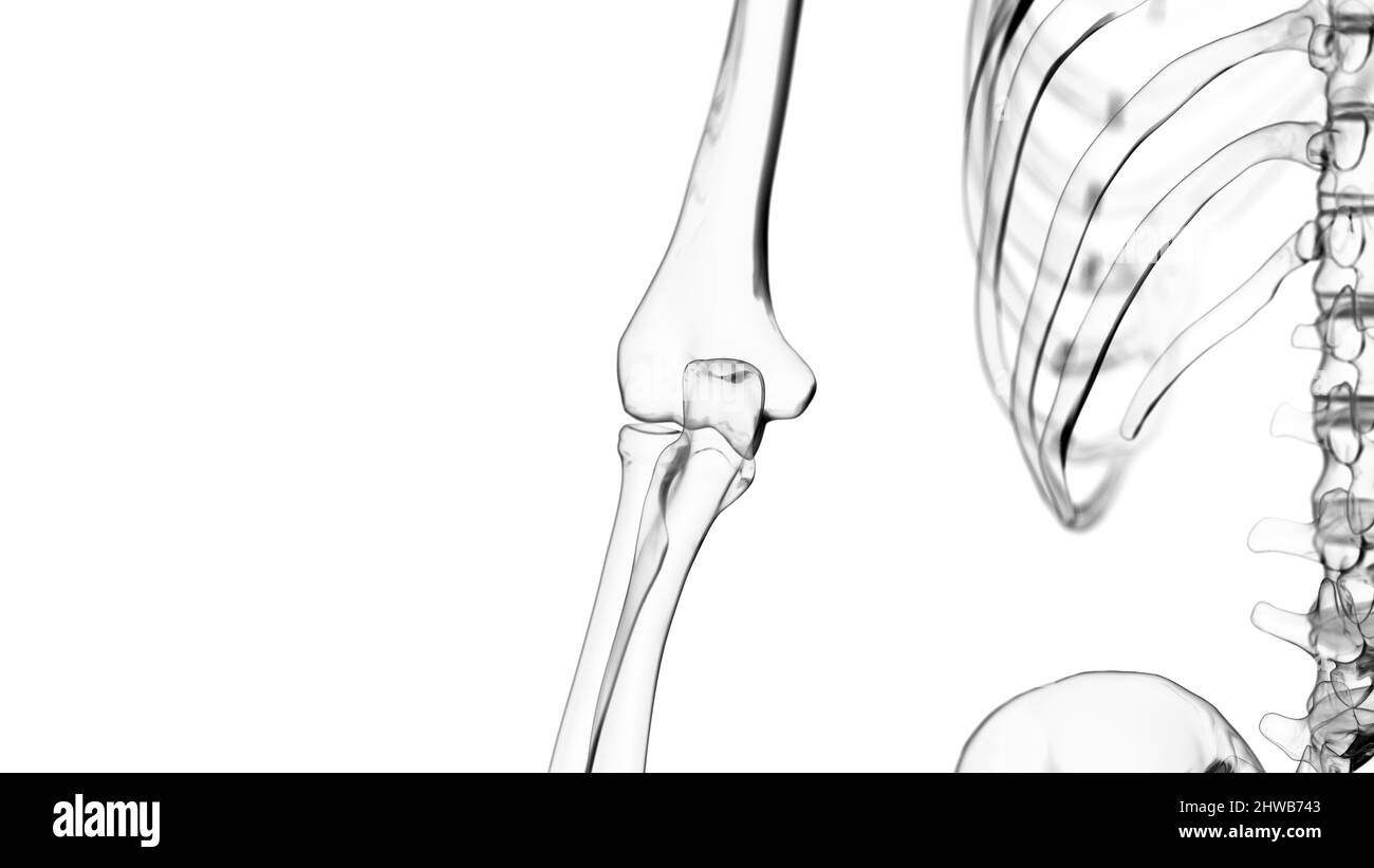 Normal anatomy of the elbow Black and White Stock Photos & Images - Alamy