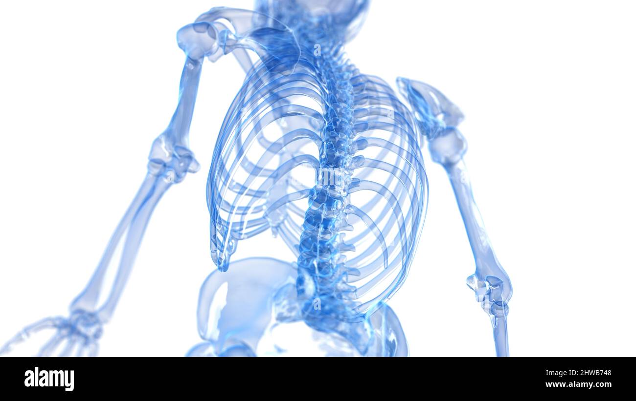 Skeletal back, illustration Stock Photo - Alamy