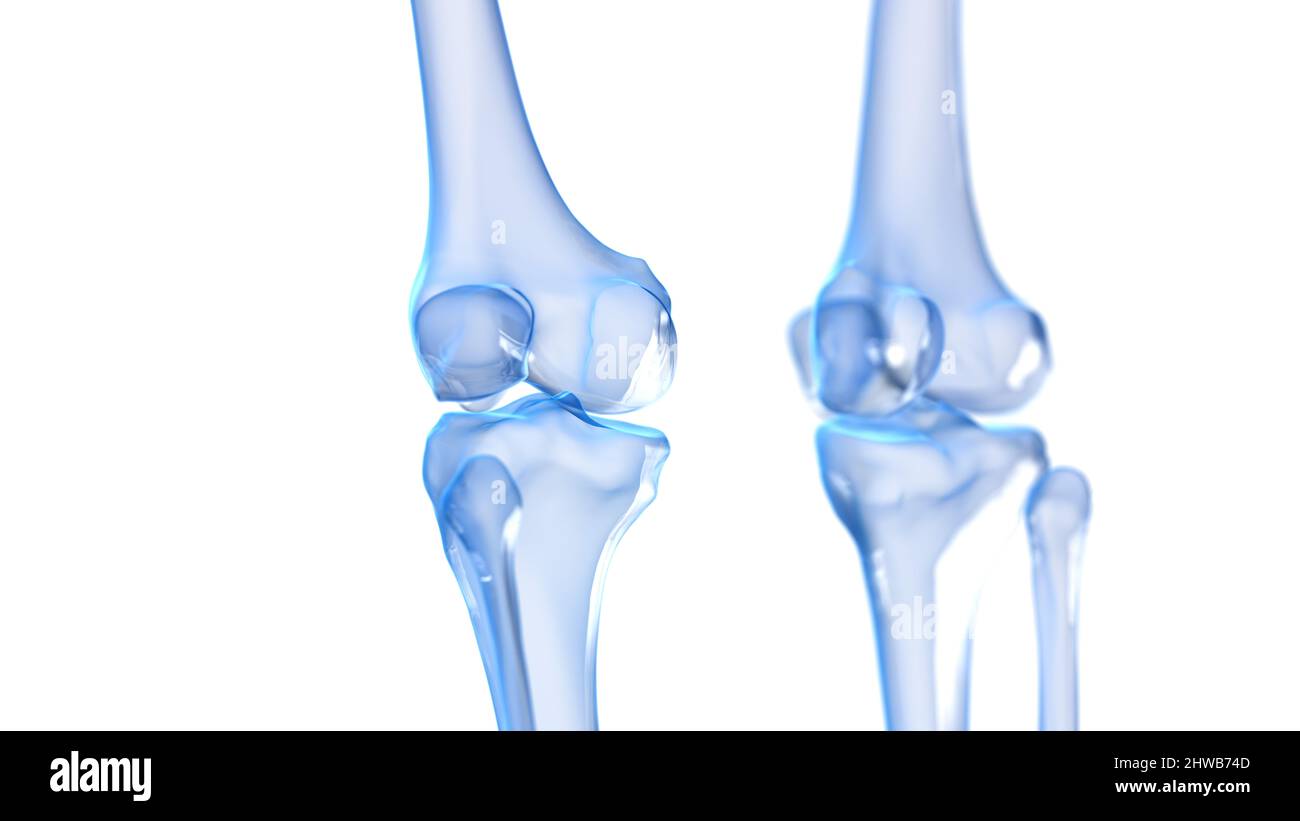 Knee joints, illustration Stock Photo - Alamy
