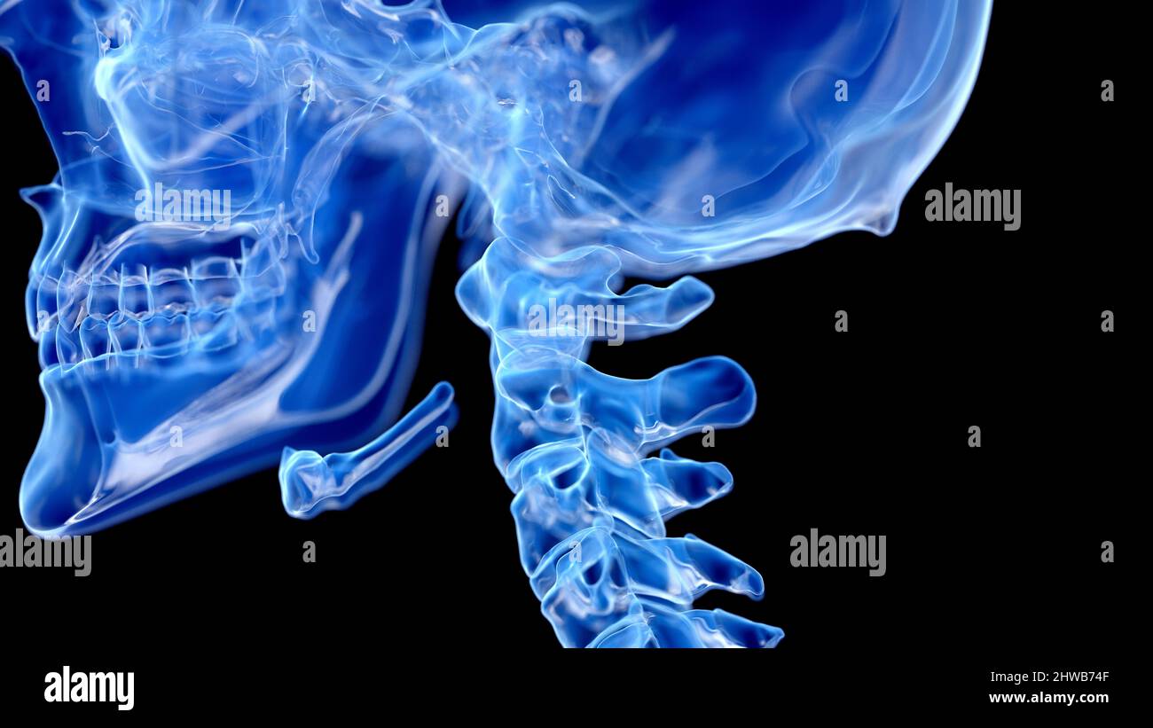Atlas vertebrae, illustration Stock Photo - Alamy
