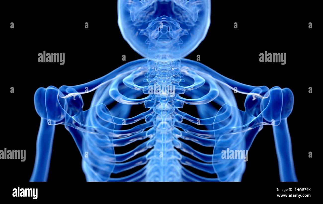 Skeletal neck, illustration Stock Photo - Alamy