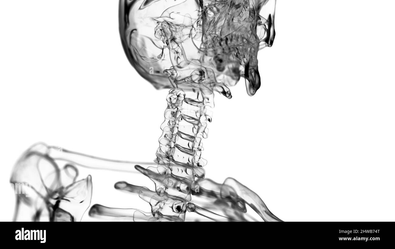 Neck joint hi-res stock photography and images - Alamy